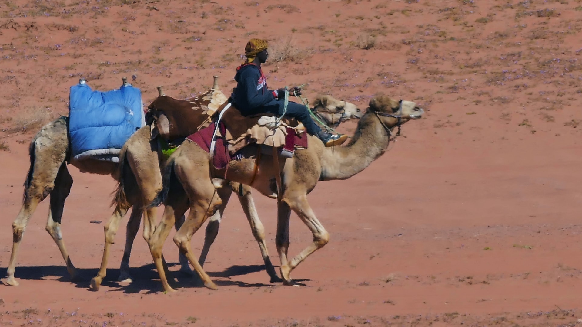 The Ultimate Step-by-Step Guide on How to Ride a Camel