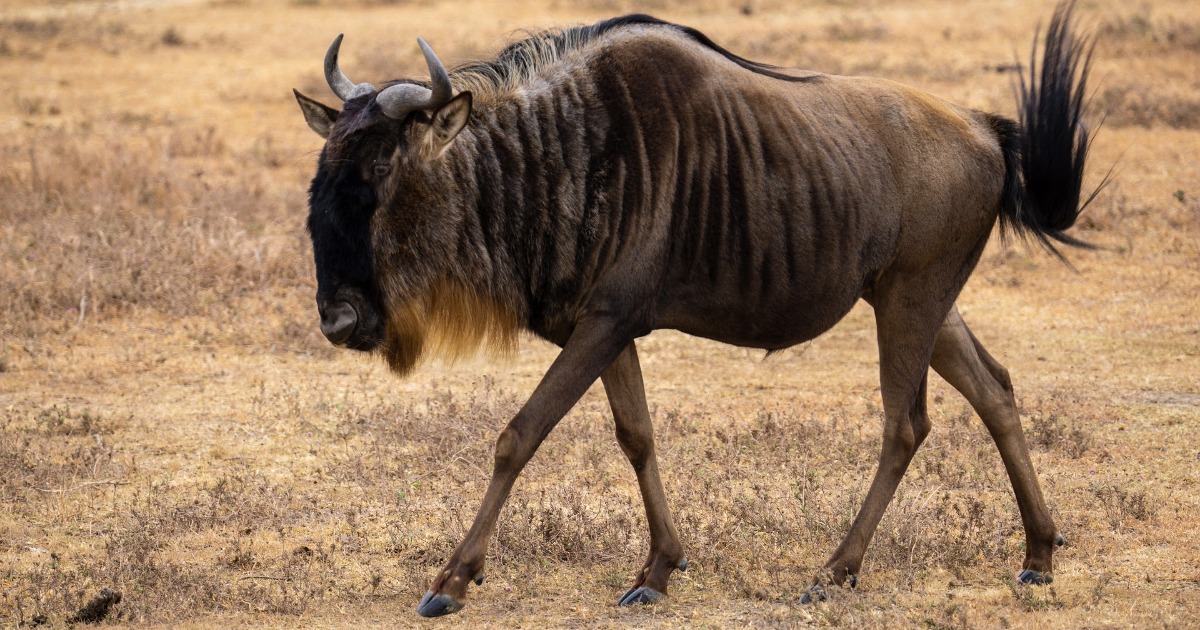 What are the animals to find in Tanzania - Scributors